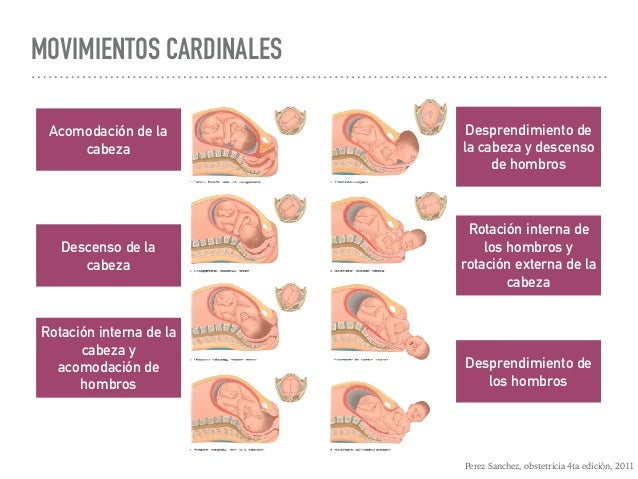 Mecanismo de Parto en Vértice