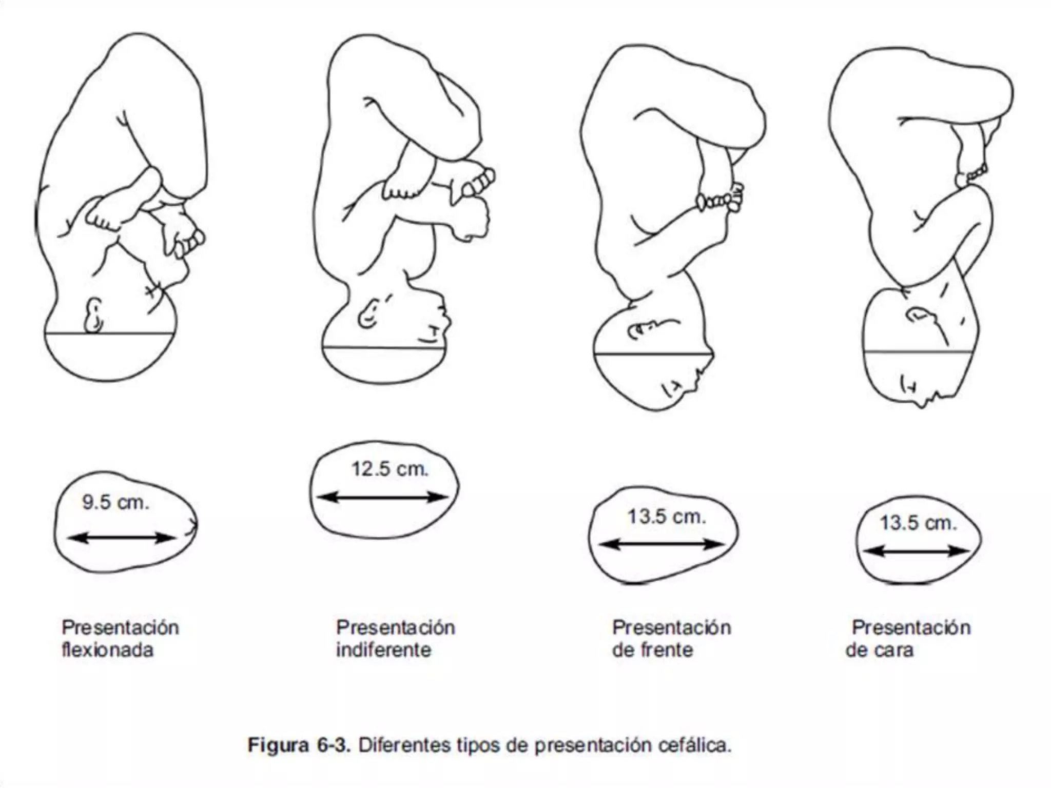 Mecanismo de parto obstetricia williams 23 4 aaa | PPT