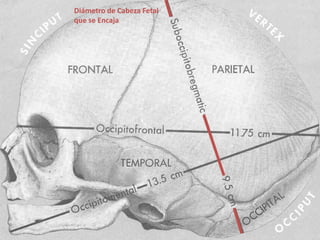 Mecanismo de parto obstetricia williams 23 4 aaa | PPTX