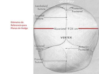 Mecanismo de parto obstetricia williams 23 4 aaa | PPTX