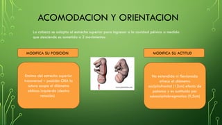 MECANISMO DE PARTO Y PARTO EUTOCICO.pptx