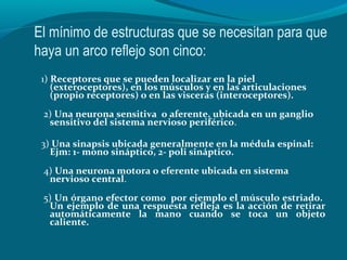 Mecanismo de reflejo | PPT