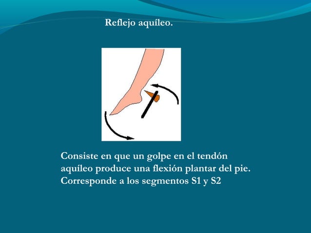 Mecanismo de reflejo | PPT
