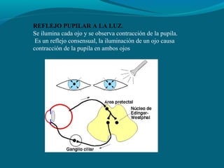 Mecanismo de reflejo | PPT