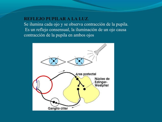 Mecanismo de reflejo | PPT