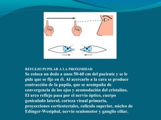 Mecanismo de reflejo | PPT
