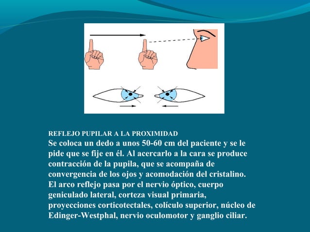 Mecanismo de reflejo | PPT
