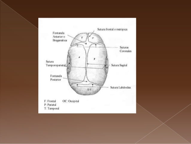 Mecanismo de trabajo_de_parto