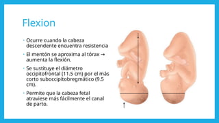 Mecanismo de trabajo de parto Williams.pptx