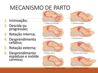 Mecanismo do parto