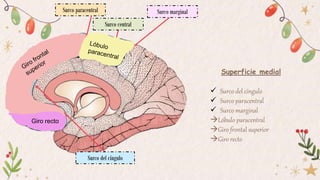 Mecanismos areas-lobulo frontal 1.1 | PPTX