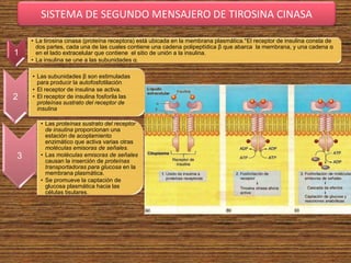 Mecanismos de acción de las hormonas | PPTX
