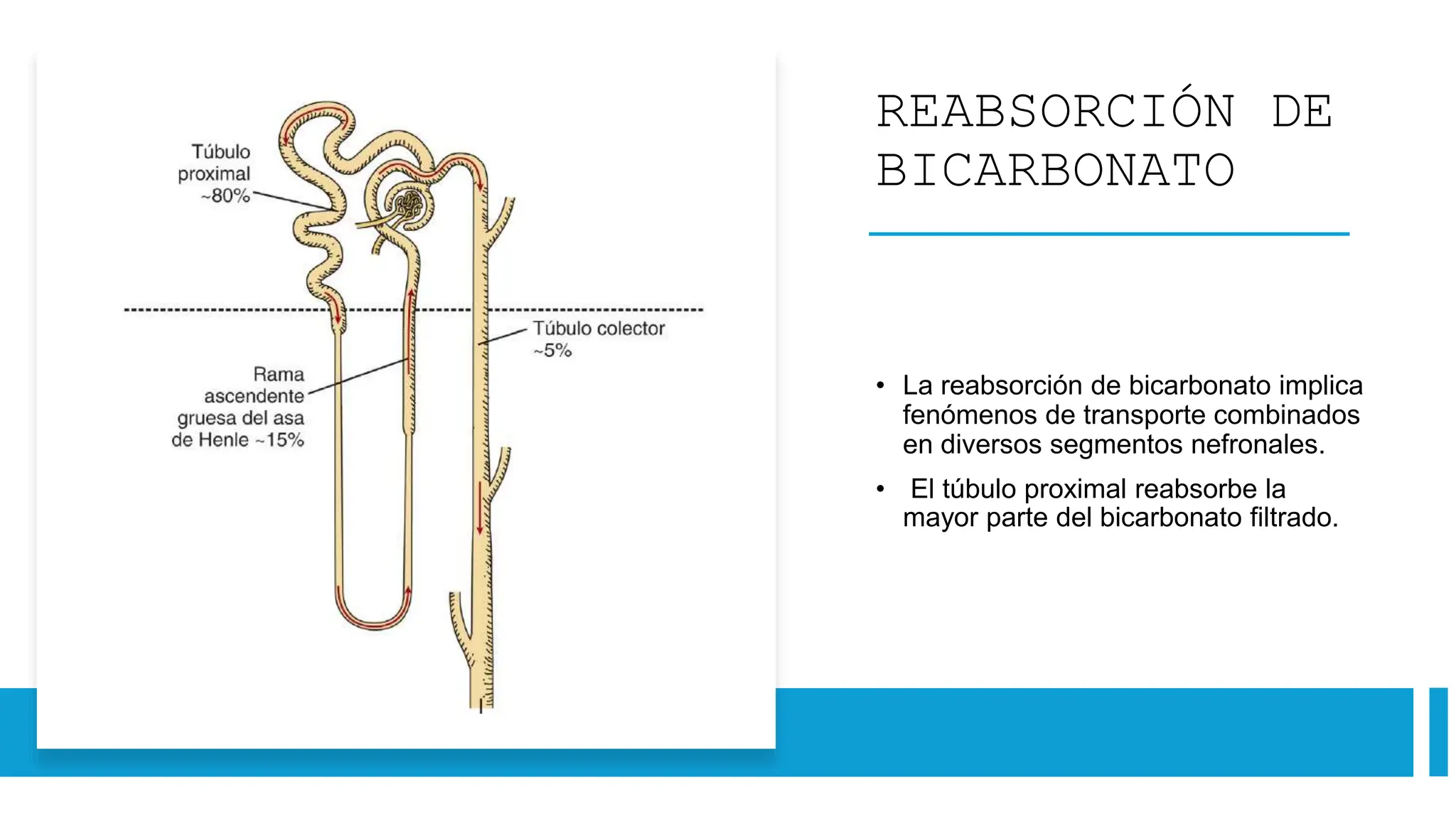 MECANISMOS DE ACIDIFICACION RENAL .pptx