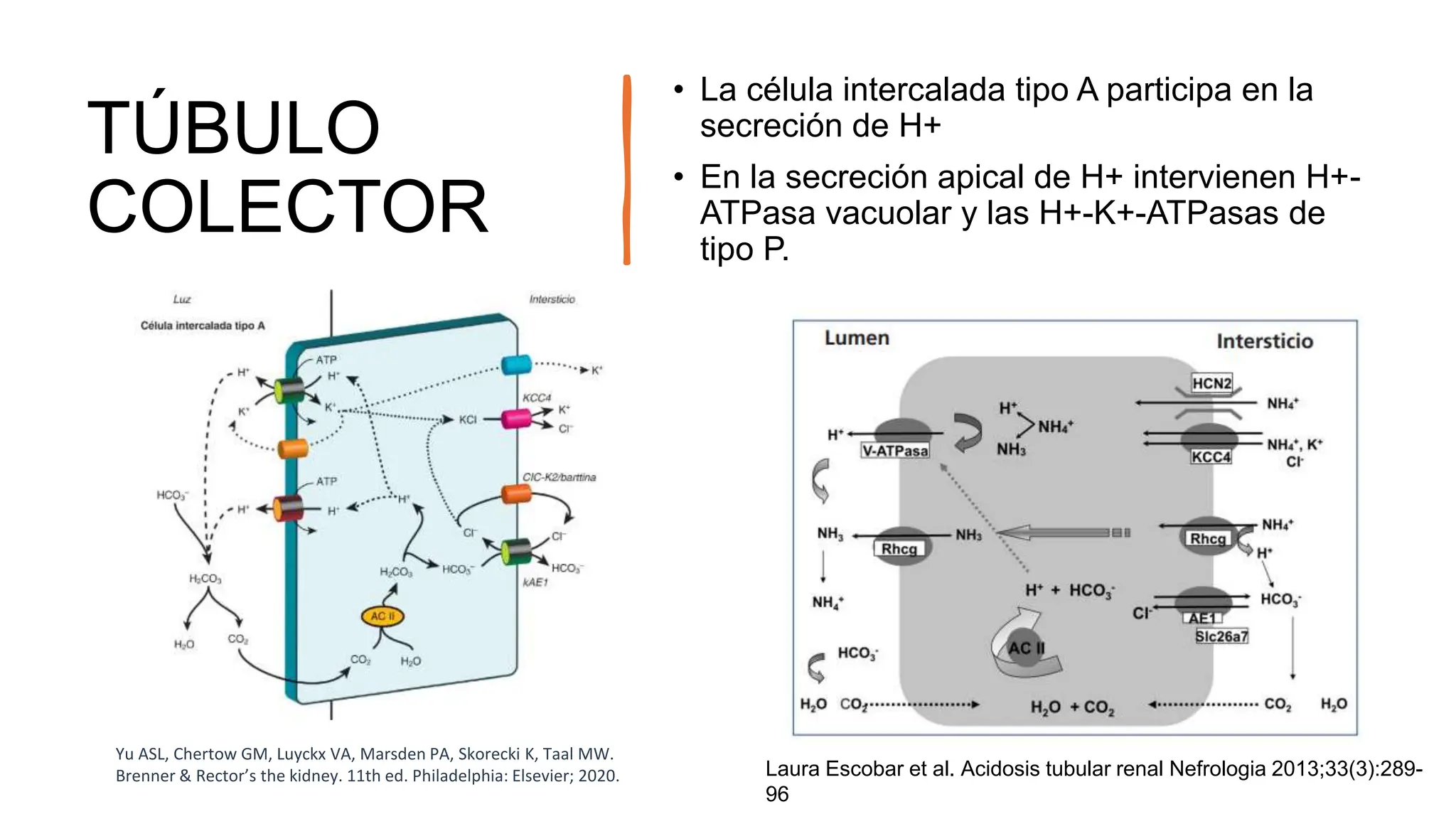 MECANISMOS DE ACIDIFICACION RENAL final.pptx