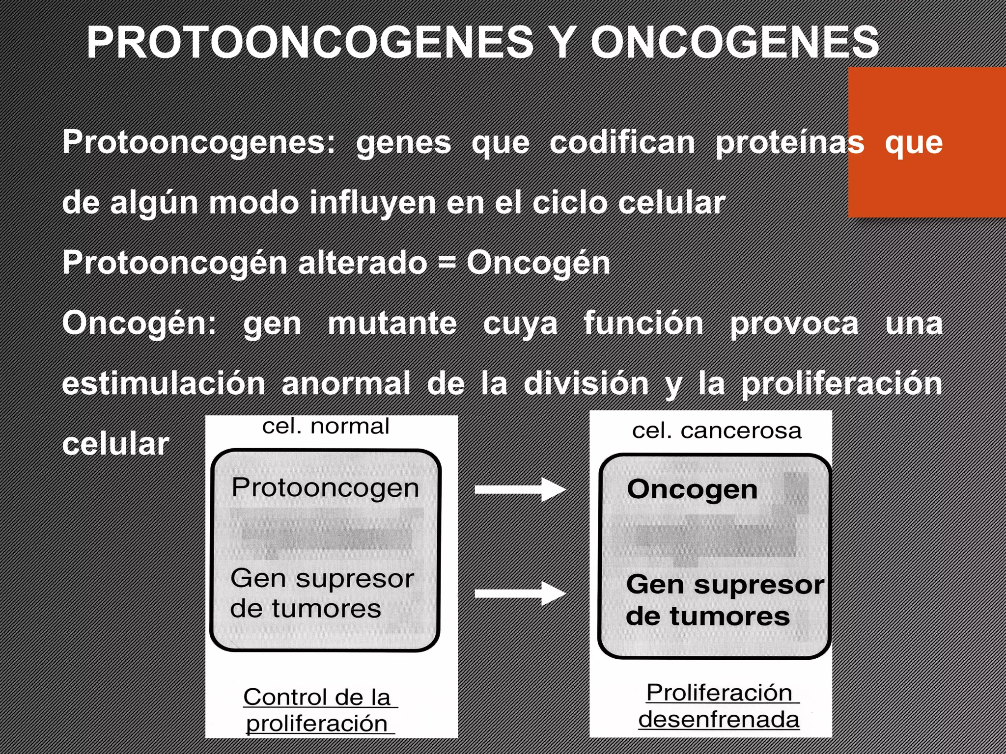 Mecanismos de activacion de proto oncogenes en oncogenes | PPT