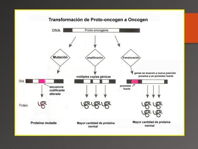 Mecanismos de activacion de proto oncogenes en oncogenes | PPT
