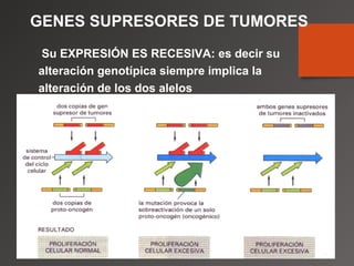 Mecanismos de activacion de proto oncogenes en oncogenes | PPT