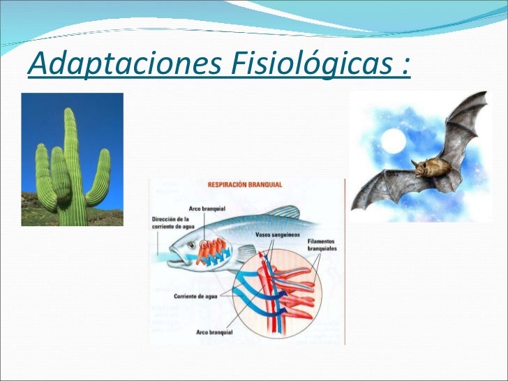 Mecanismos De Adaptacion