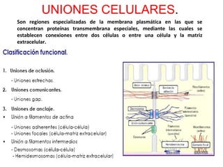 Mecanismos de adhesión celular | PPT