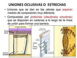 Mecanismos de adhesión celular | PPT
