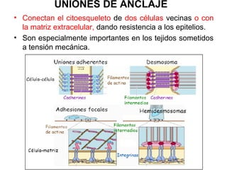 Mecanismos de adhesión celular | PPT