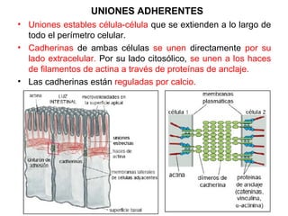 Mecanismos de adhesión celular | PPT