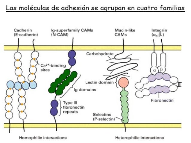 Mecanismos de adhesión celular