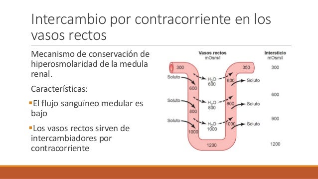 Mecanismos de concentración y dilución de la orina