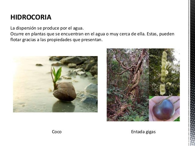 Mecanismos de dispersión de las semillas