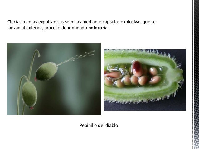 Mecanismos de dispersión de las semillas