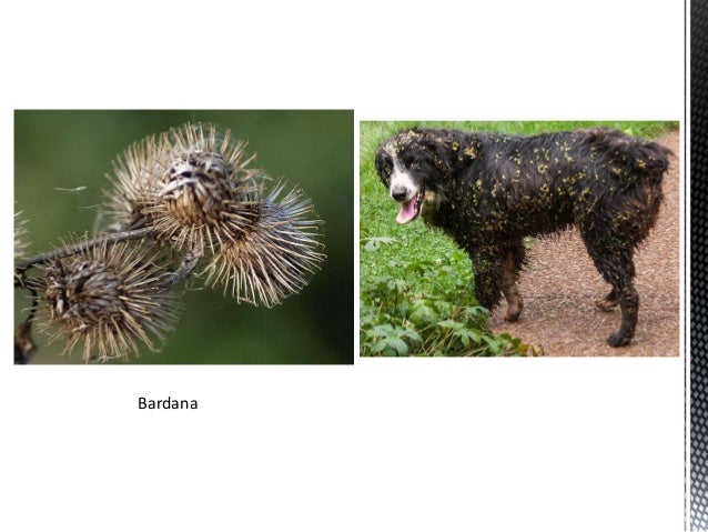 Mecanismos de dispersión de las semillas