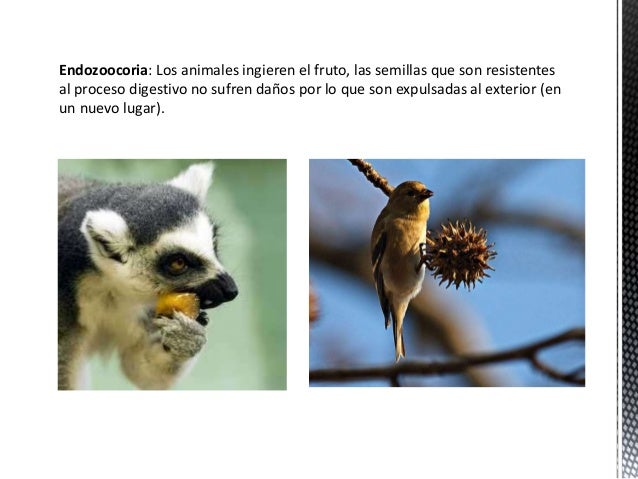 Mecanismos de dispersión de las semillas