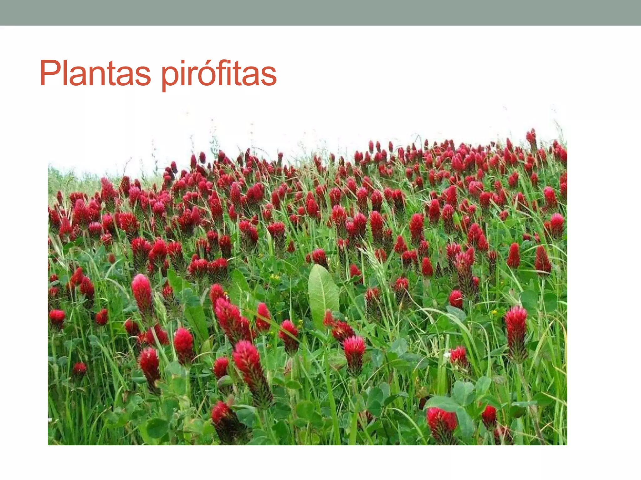 Mecanismos de dispersión | PPT