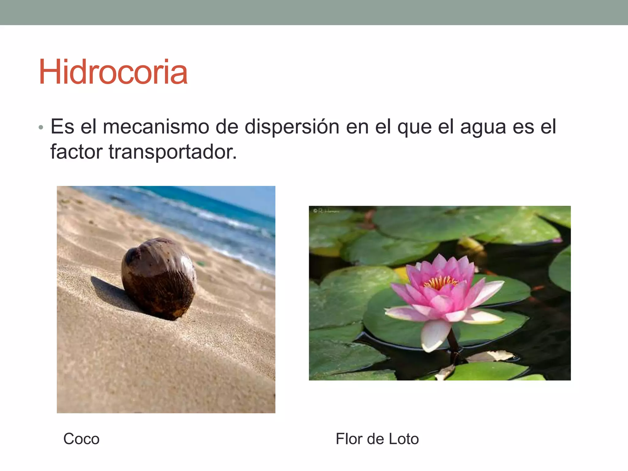 Mecanismos de dispersión | PPT | Descarga gratuita