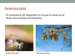Mecanismos de dispersión | PPTX