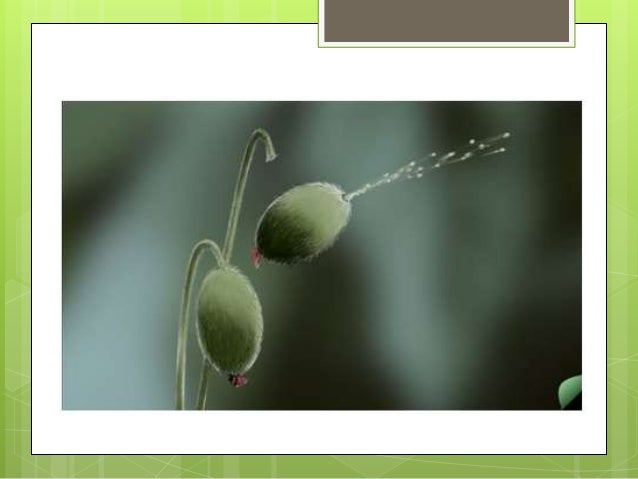 Mecanismos de dispersión de la semilla