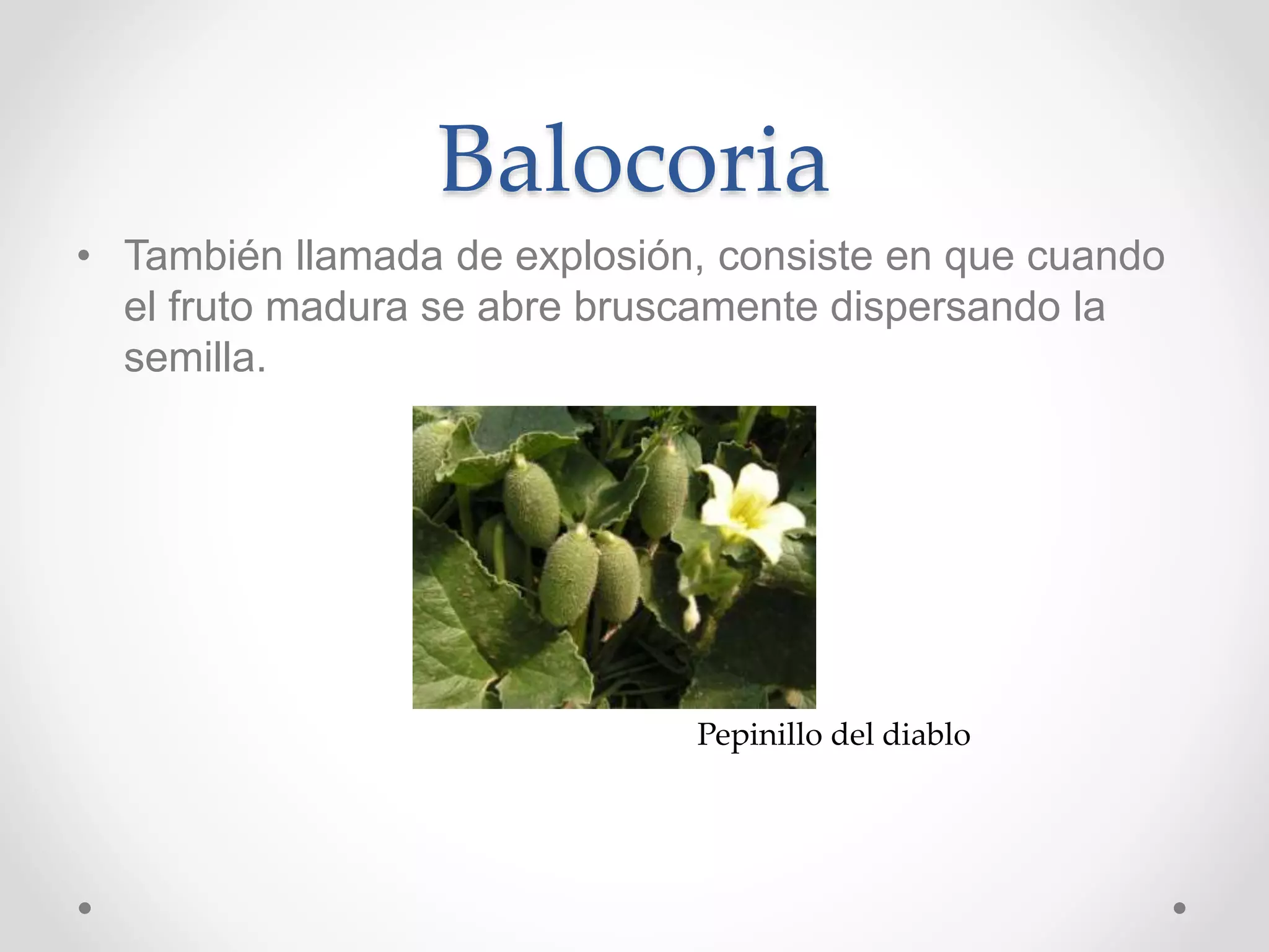 Mecanismos de dispersión de semillas | PPT