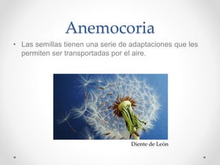 Mecanismos de dispersión de semillas | PPTX