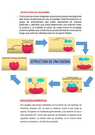 Mecanismos de las enzimas trabajo | DOCX