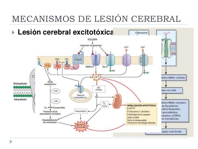Mecanismos de lesión cerebral