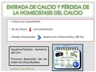 Mecanismos de lesion celular | PPTX