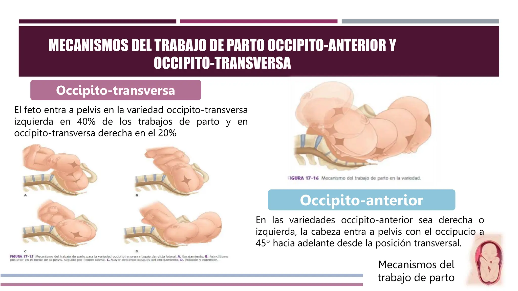 Mecanismos del trabajo de parto y atención del parto normal.pptx