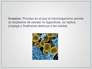 Mecanismos de patogenicidad y defensa bacteriana | PPTX