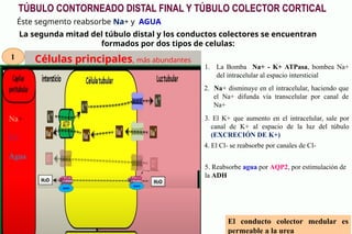 MECANISMOS DE REABSORCIÓN EN TUBULOS RENALES MIHA.pptx