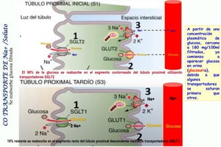 MECANISMOS DE REABSORCIÓN EN TUBULOS RENALES MIHA.pptx