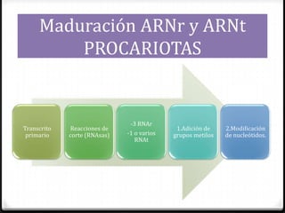 Mecanismos de regulación post transcripcional | PPTX