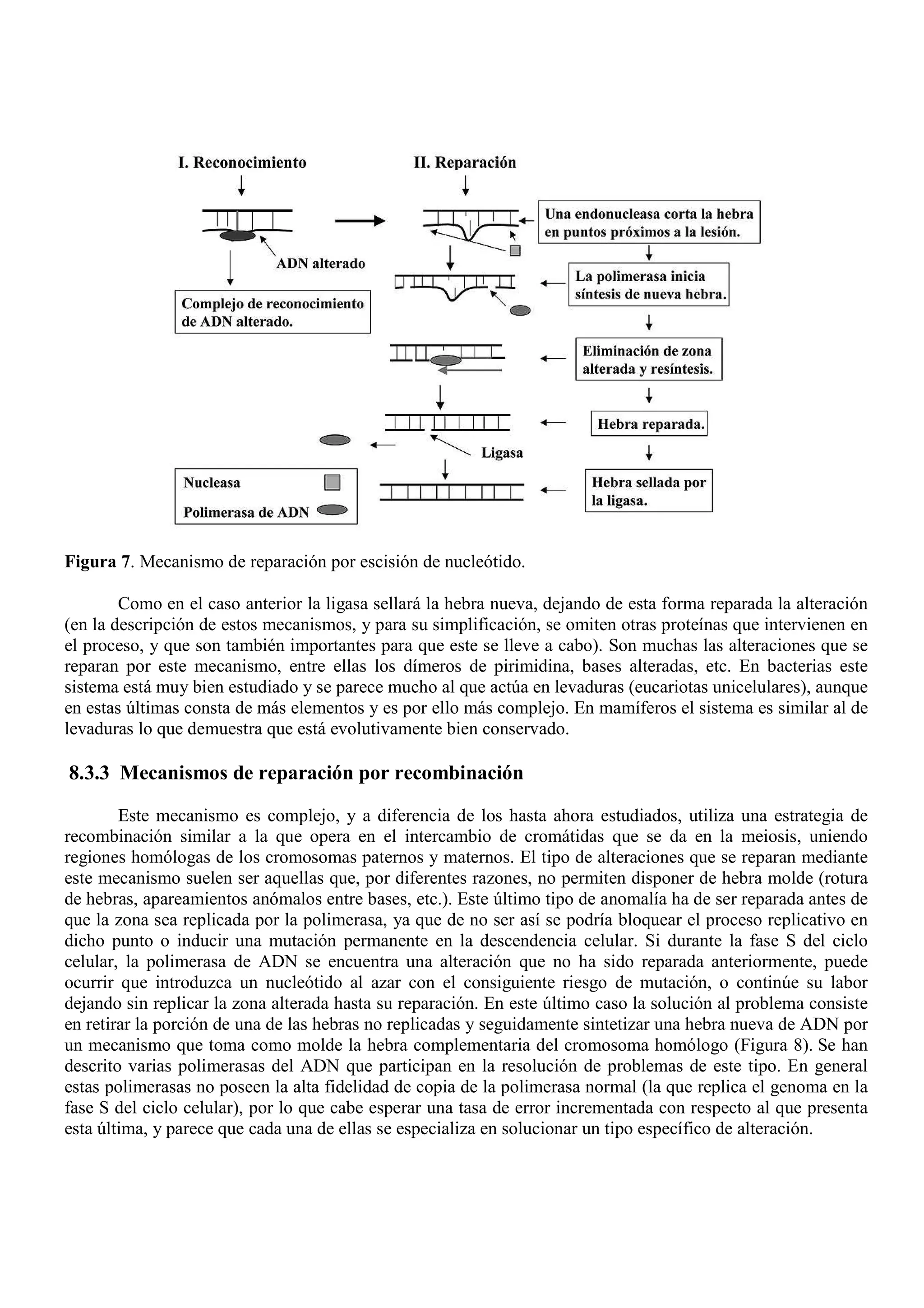 Mecanismos de reparacion del adn | PDF