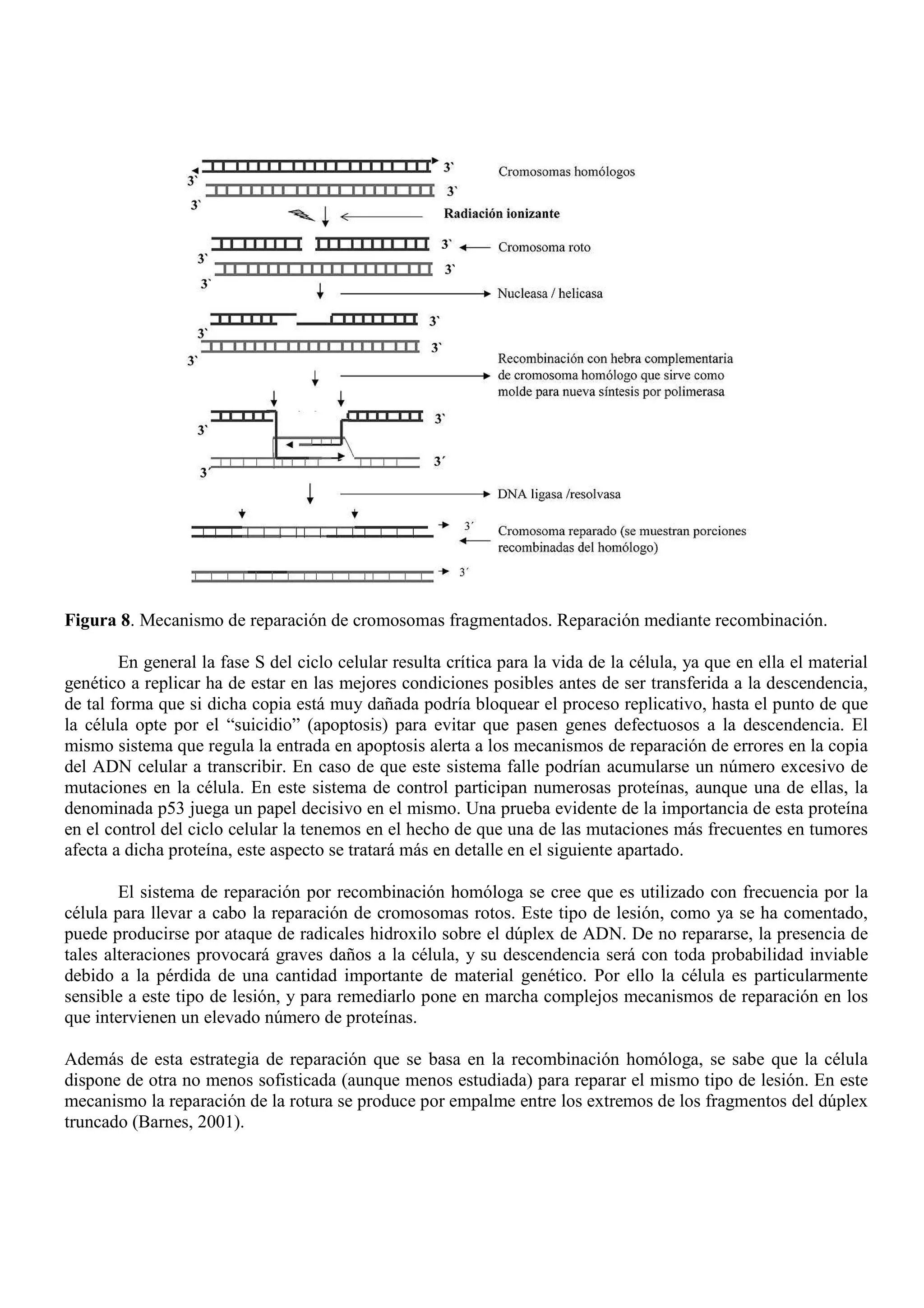 Mecanismos de reparacion del adn | PDF