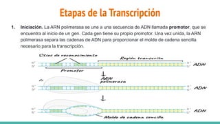 MECANISMOS DE REPLICACIÓN DEL DNA.pptx.pdf