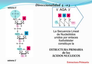 Mecanismos genéticos moleculares básicos 2 | PPT